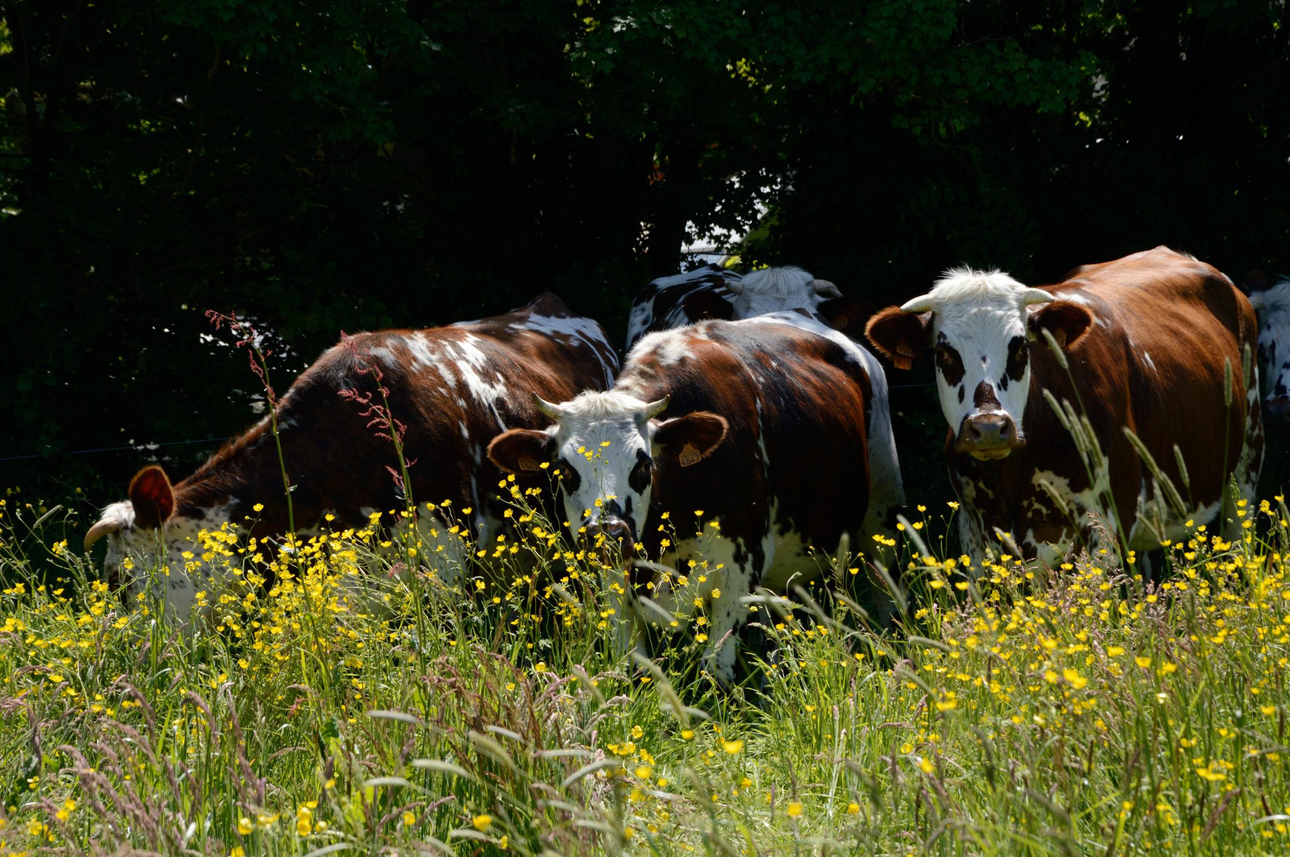 Observatoire normand de l'agriculture biologique • L'édition 2025 est ...