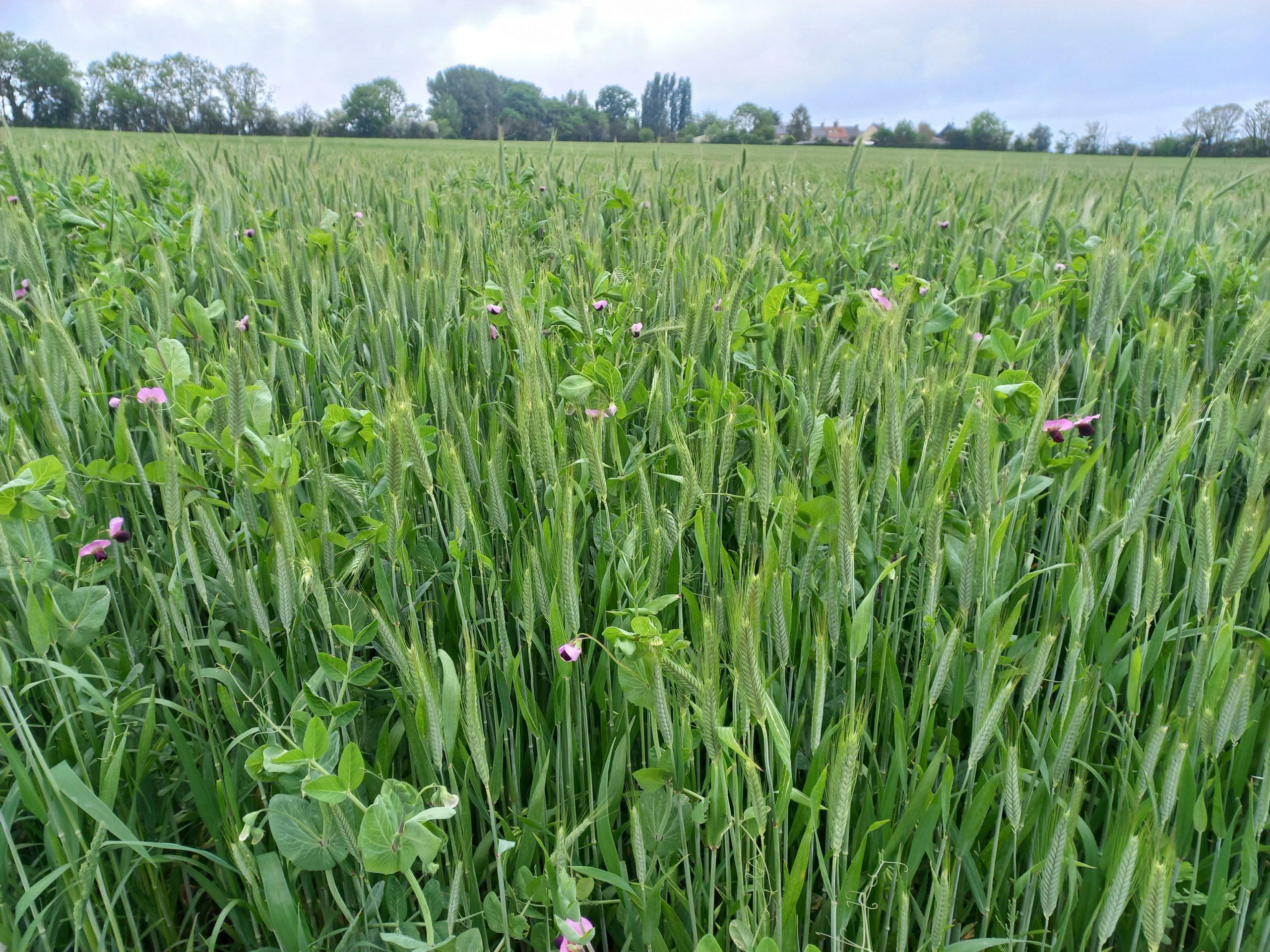 Associations de cultures & agriculture biologique - Bio en Normandie