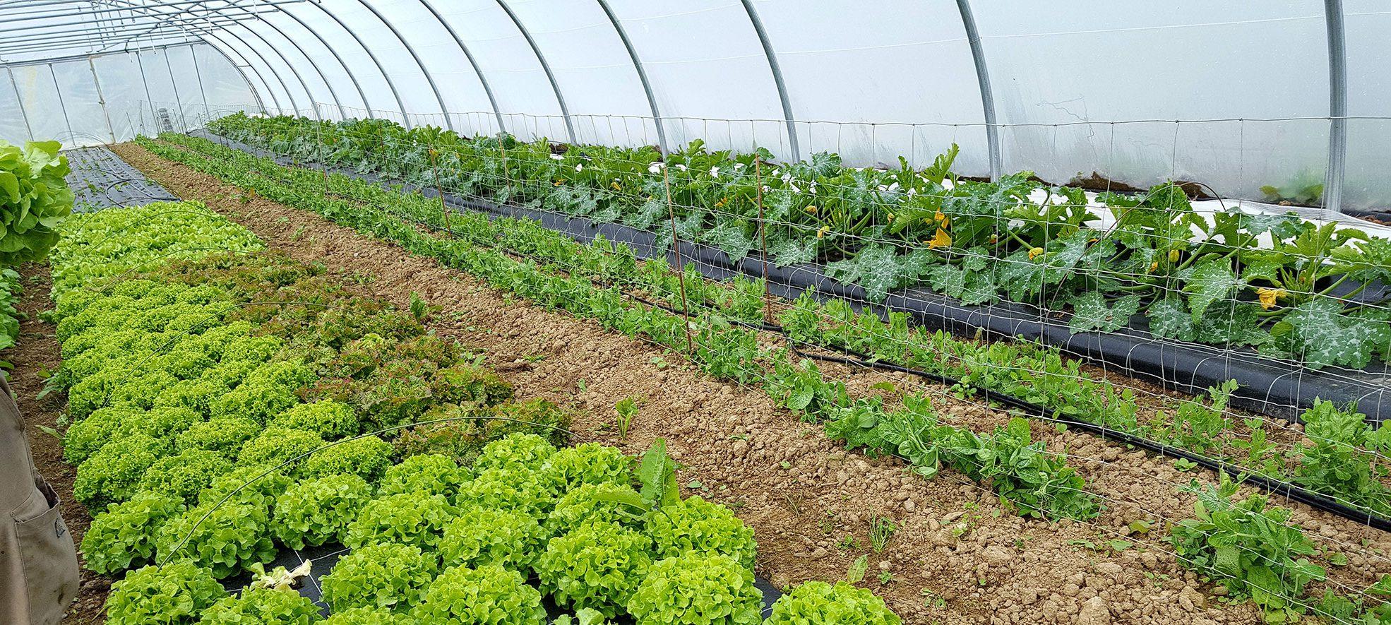 [TEST AGRICOLE] ESPACE TEST EN MARAICHAGE POUR 2027 - St Lô (50) - Bio ...